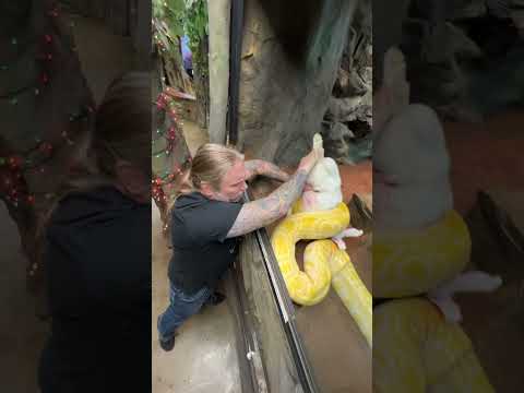 Giant Yellow Snake Takes Down Rabbit!  #snake