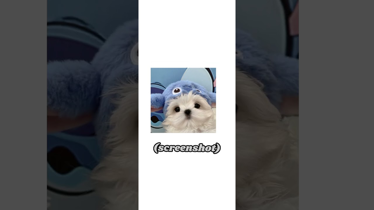 pfp ideas pt 2. - cats and dogs edition