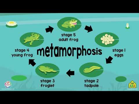 Exploring Nature: The Life Cycle of Frogs on Anywhere Teacher - Fun Science Video For Metamorphosis
