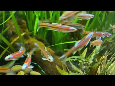 Rainbow Shiners in Spawning Colors - Fish Breeding - Aquarium Co-Op Forum
