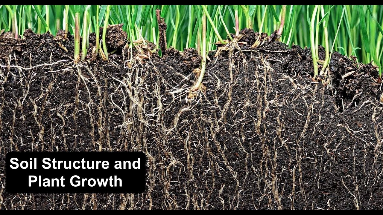 Environmental Science 9 (Soil Structure and Plant Growth)