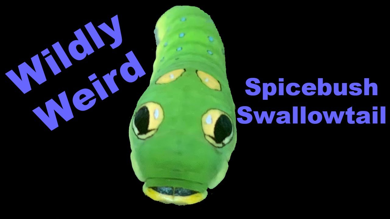 Surprisingly Strange Spicebush Swallowtail
