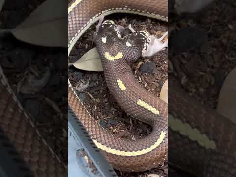Two Head Snake Eating!! #shorts