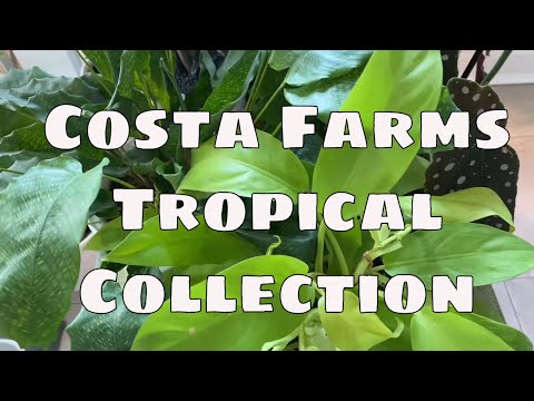 Update Costa Farms Tropical House Plant Collection ZZ Raven Begonia Maculata Fiddle Fig Adansonii