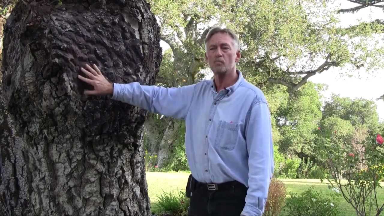 Oak Tree Solutions for SOD
