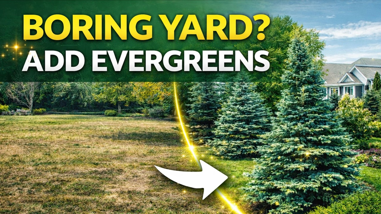 The Secret to a Great Landscape Year-Round (Use Evergreens Right)