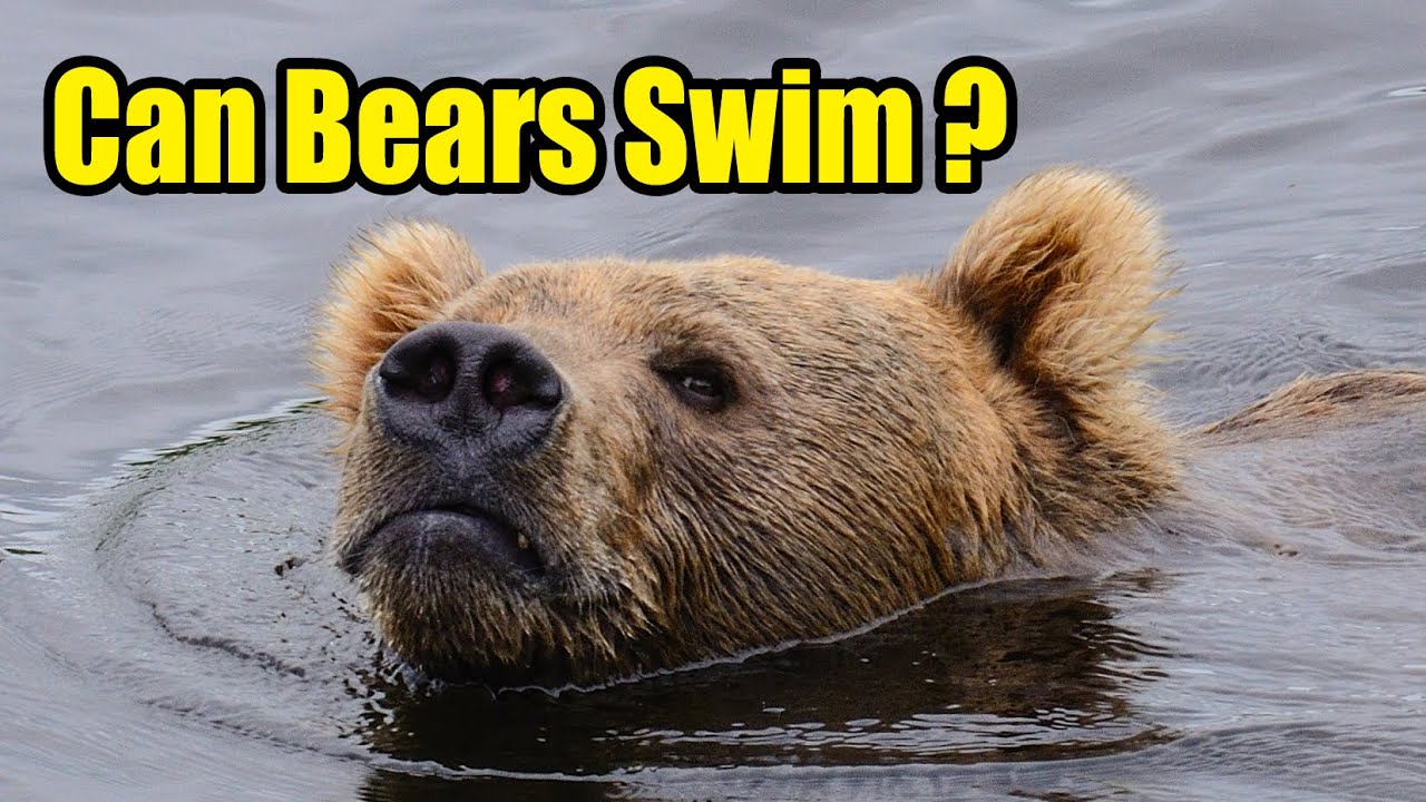 Can Bears Swim?