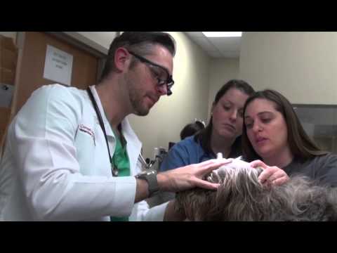 Cornell veterinary facility redefines specialty and emergency care