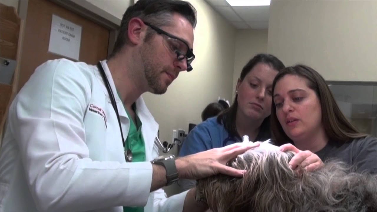 Cornell veterinary facility redefines specialty and emergency care