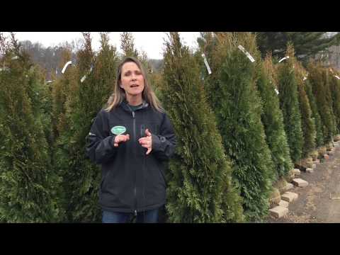 Screening Trees 101