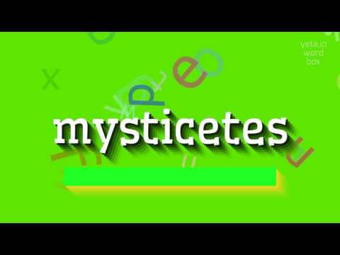 How to say "mysticetes"! (High Quality Voices)