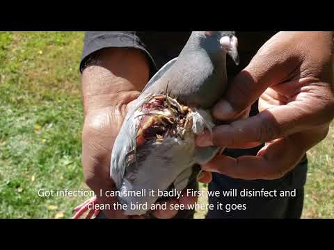 Will my Young bird survive " HAWK ATTACK" | Racing homer Pigeon