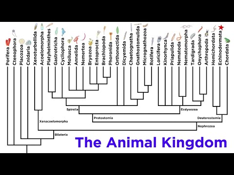 Major Divisions of Kingdom Animalia and the Problem With Animal Phyla