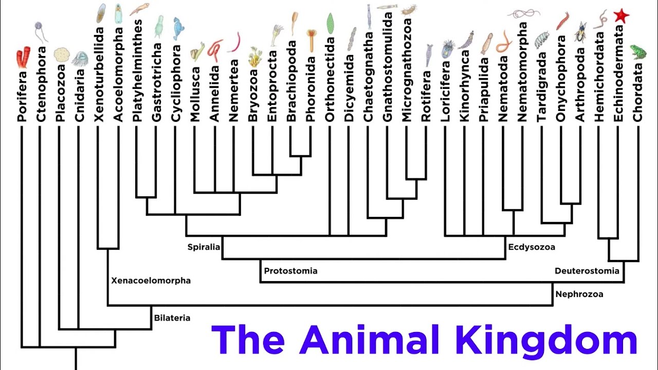 Major Divisions of Kingdom Animalia and the Problem With Animal Phyla