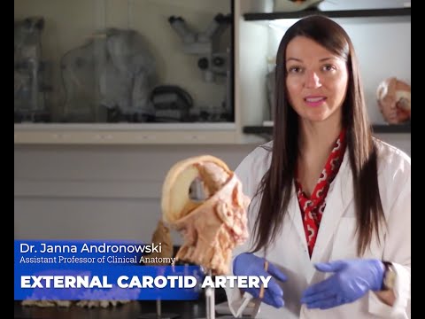 Carotid Artery