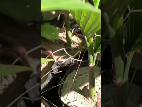 This video shows Thai betel nut seedlings #agriculture #agro