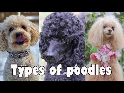 4 Types of Poodle Dog breeds | That are popular today - Types of poodles