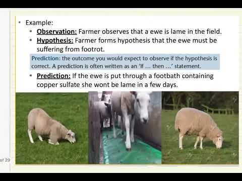 Hypothesis vs Prediction