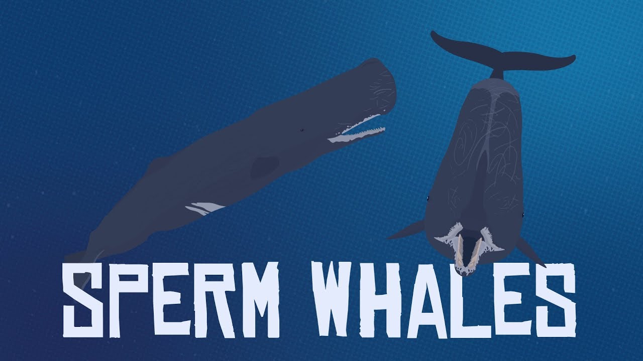 10 Interesting Facts About Sperm Whales
