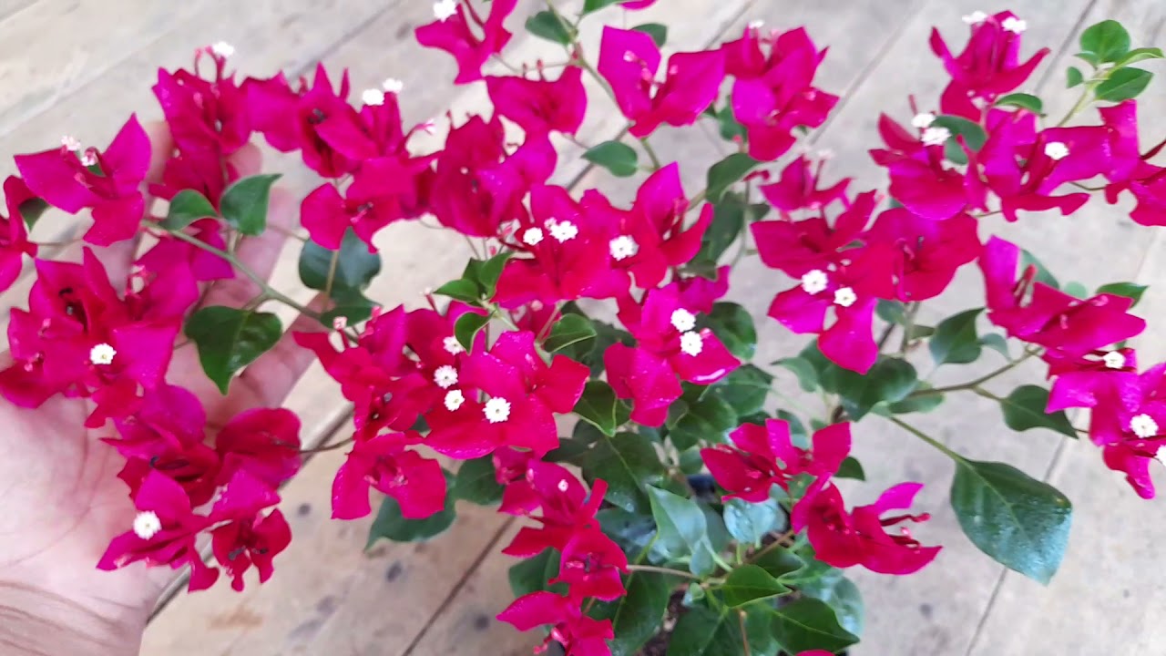 Bougainvillea Monalisa | Bougainvillea Review ID