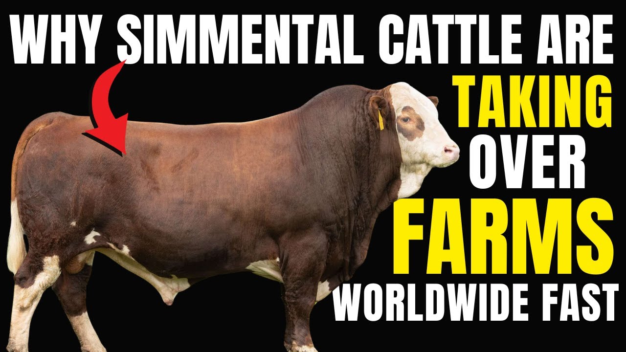 Simmental Cattle: World's #2 Breed? Full Breakdown!