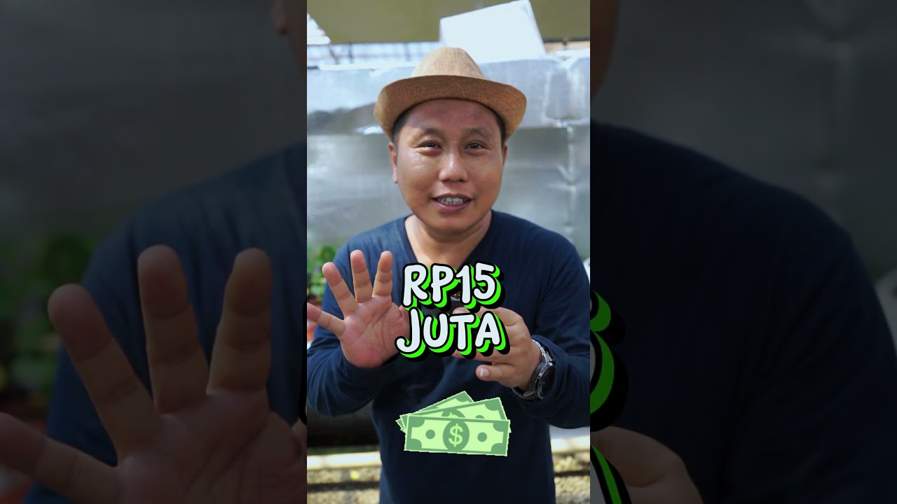 GAK MASUK AKAL HARGANYA !!! TANAMAN HIAS HYBRID INI  #shorts #tanamanhias #juraganlahan #viral