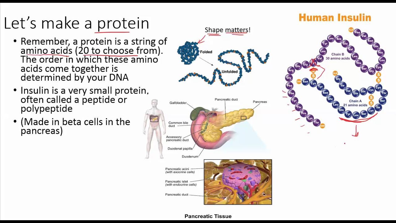 Chapter 4   Part 2   Protein Synthesis