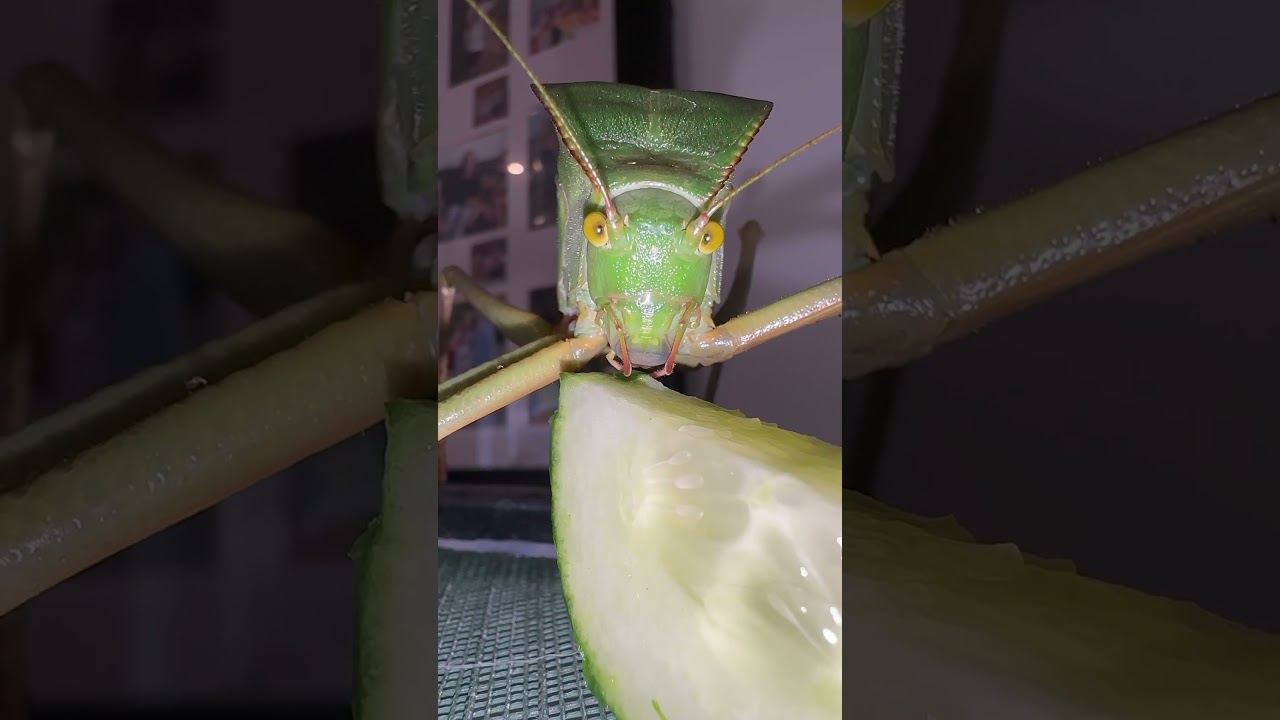 She’s a friendly katydid #katydid #giantkatydid #grasshopper