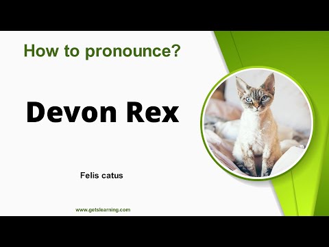 How to pronounce (Devon Rex) in English correctly