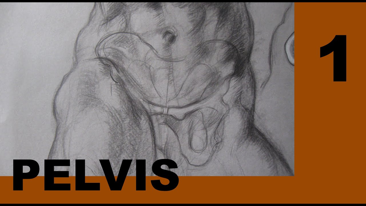 MIGUEL ÁNGEL ANATÓMICO LA PELVIS 1