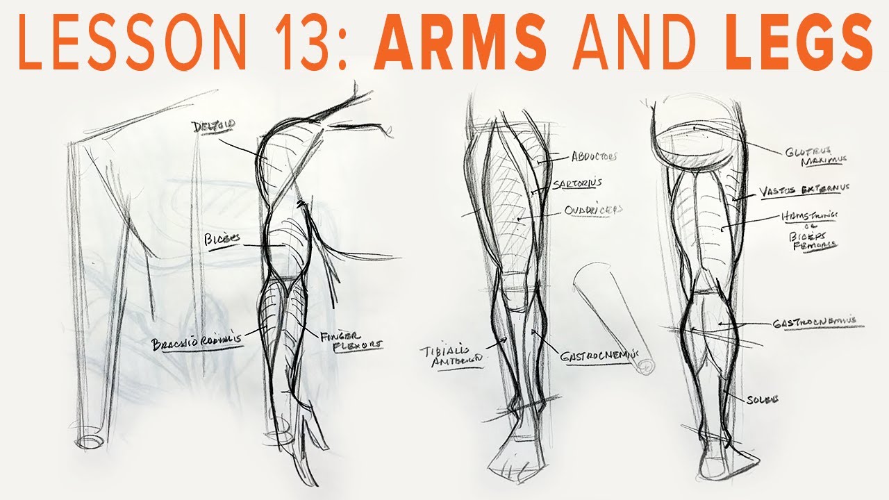 Learn to Draw Anatomy - Realistic Arms and Legs