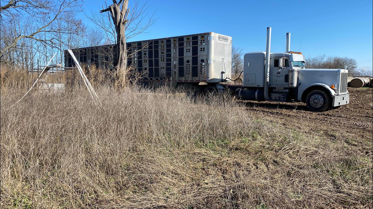 Peterbilt 379 (project cattle hauler)