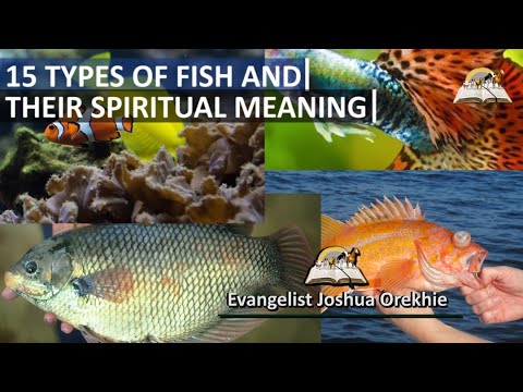 15 Types of Fish and Their Spiritual Meanings - Here are the Divine Messages