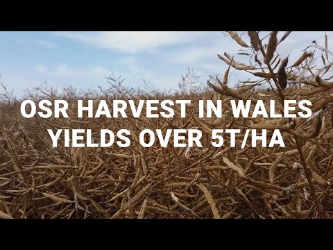 Oilseed rape harvest 2021 in Wales