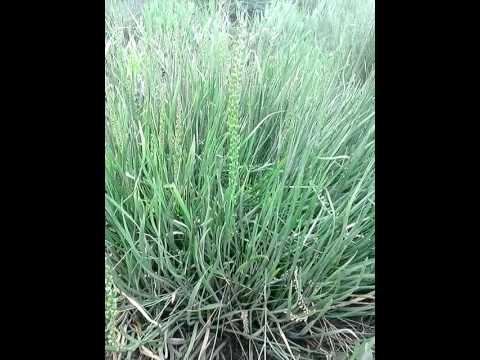 Foraging on salt marsh and estuaries for gourmet wild food