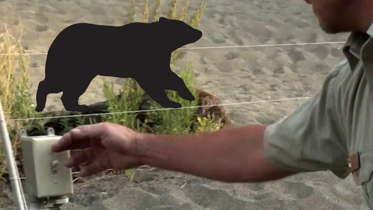Segment 3: Black Bear Basics