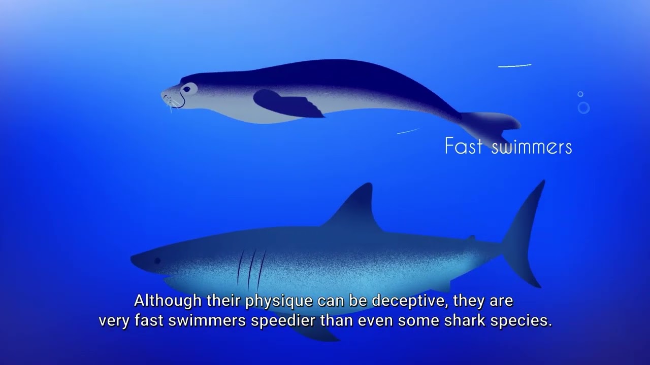 Meet the Mediterranean monk seal
