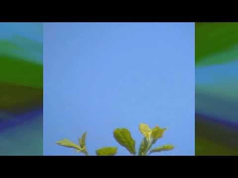 Lee Kajko - Offline (Full Album)