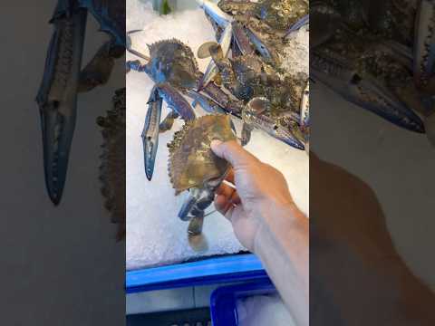 #ladygaga #abracadabra #australia #canberra #dance #seaanimals #funny #feedshorts #new #fishing