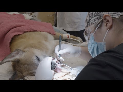 Pet dental cleanings: What to expect