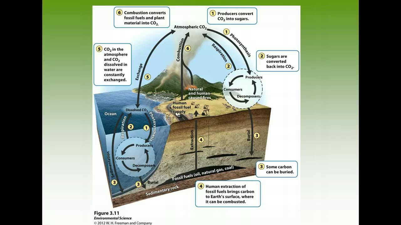 APES Chapter 3 - Ecosystem Ecology