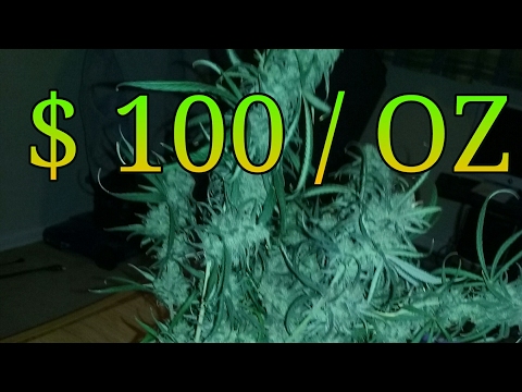 S3E3 420 Market News... Record Low Prices of Medical MJ Due To An Over Abundance Of Availability ?