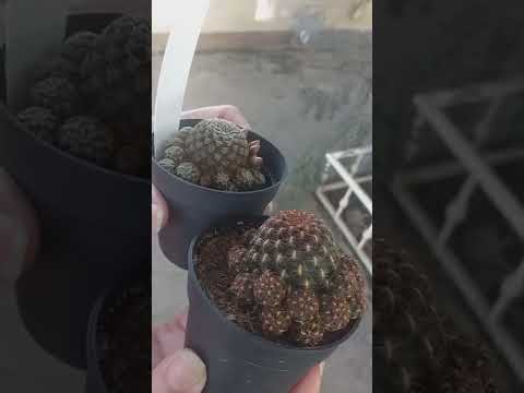 Caktuky. Sulcorebutia. Cactus Coleccion.