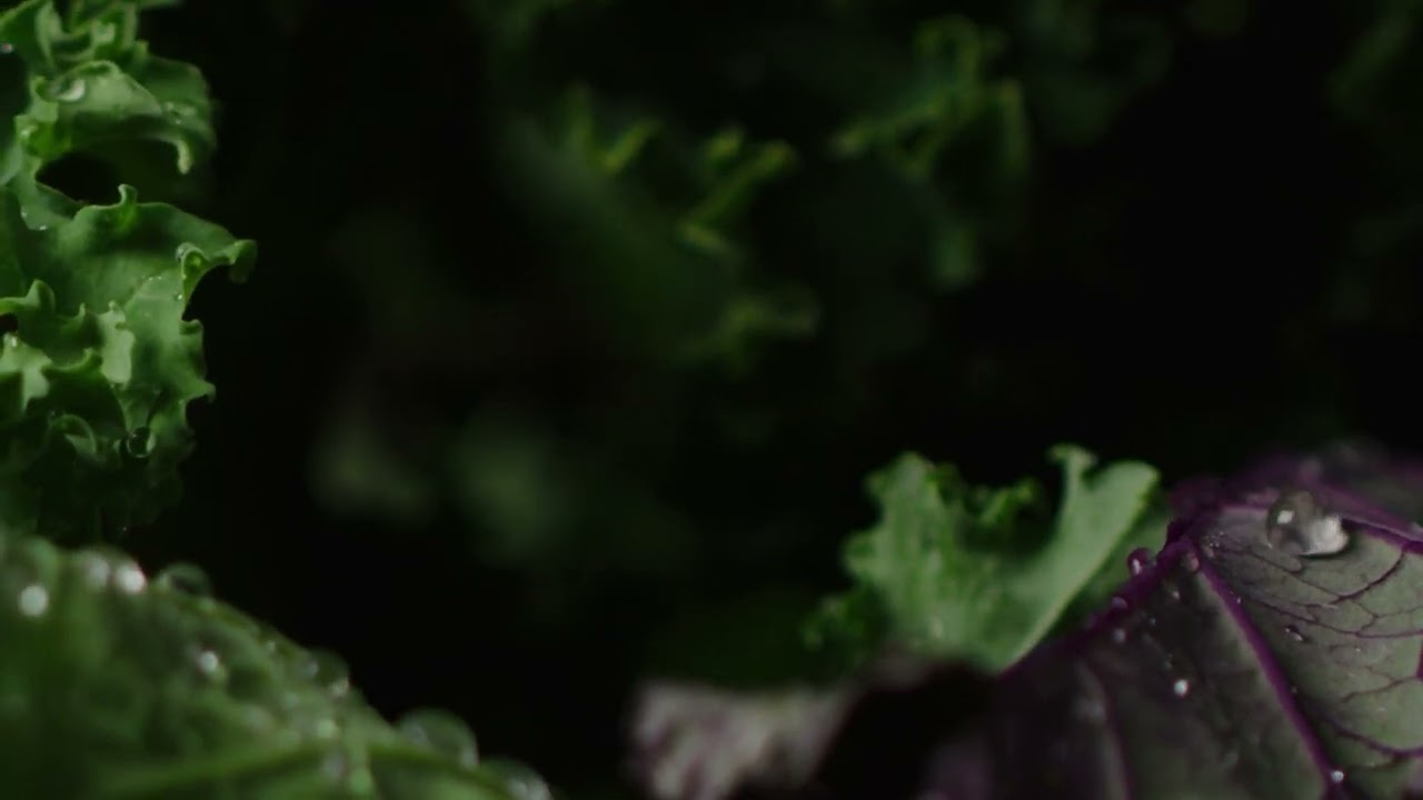 LETTUCE CABBAGE KALE LEAVES 4K