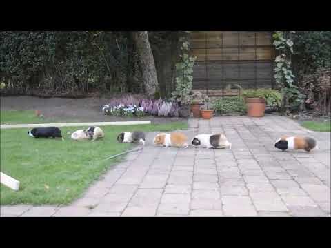 A Guinea Pig Train? – Lee Duigon