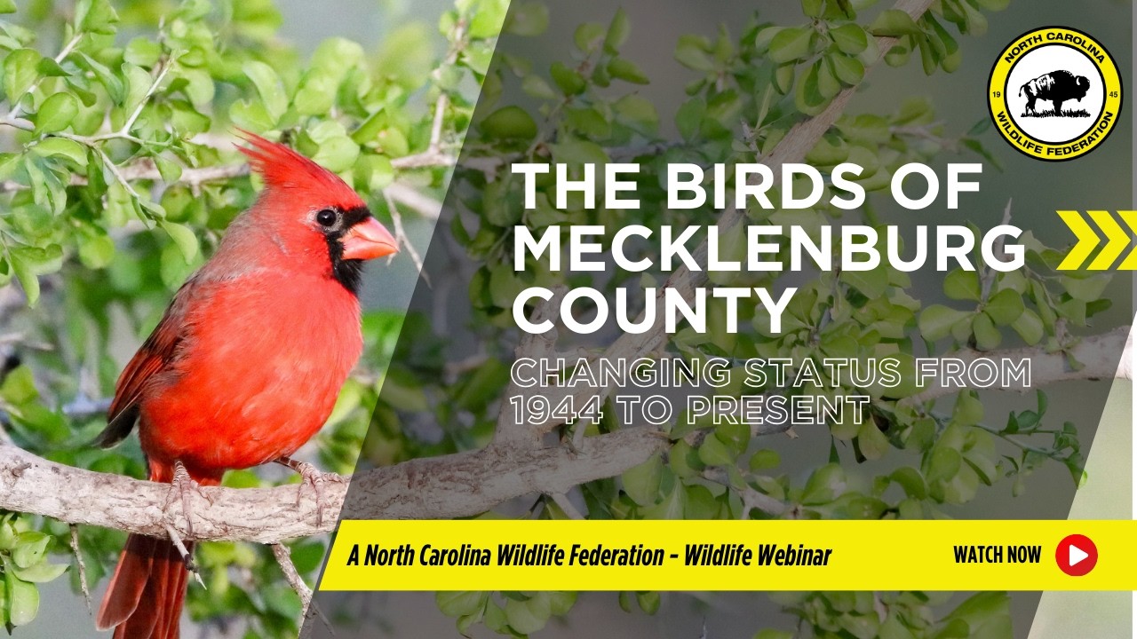 The Birds of Mecklenburg County: Changing Status from 1944 to Present | NC Wildlife Federation