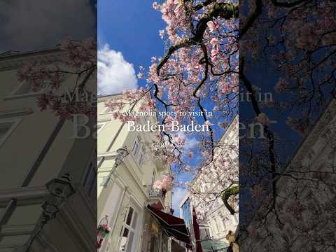 Magnolia spots in Baden-Baden, Germany 🌸