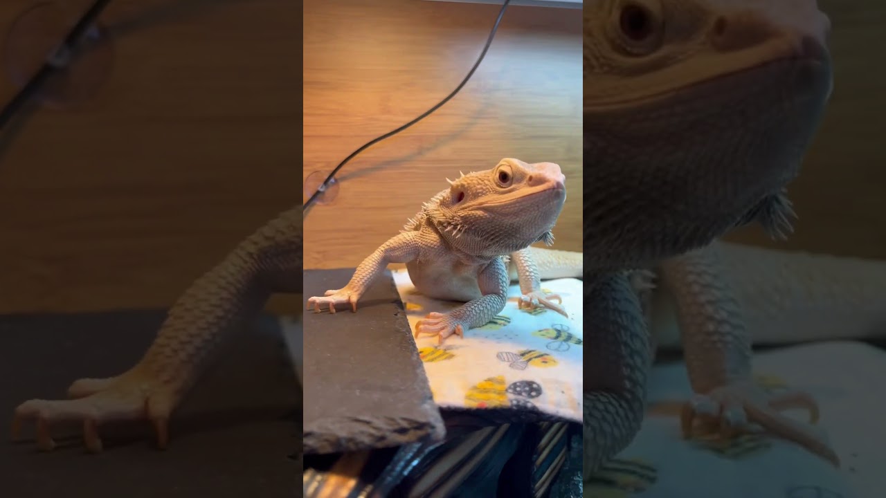 Bearded dragon’s black beard! This can mean many things like stress, anger, sickness, or mating🧦🦎
