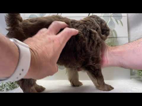Aussie Doodles Puppies For Sale in Prosper, TX