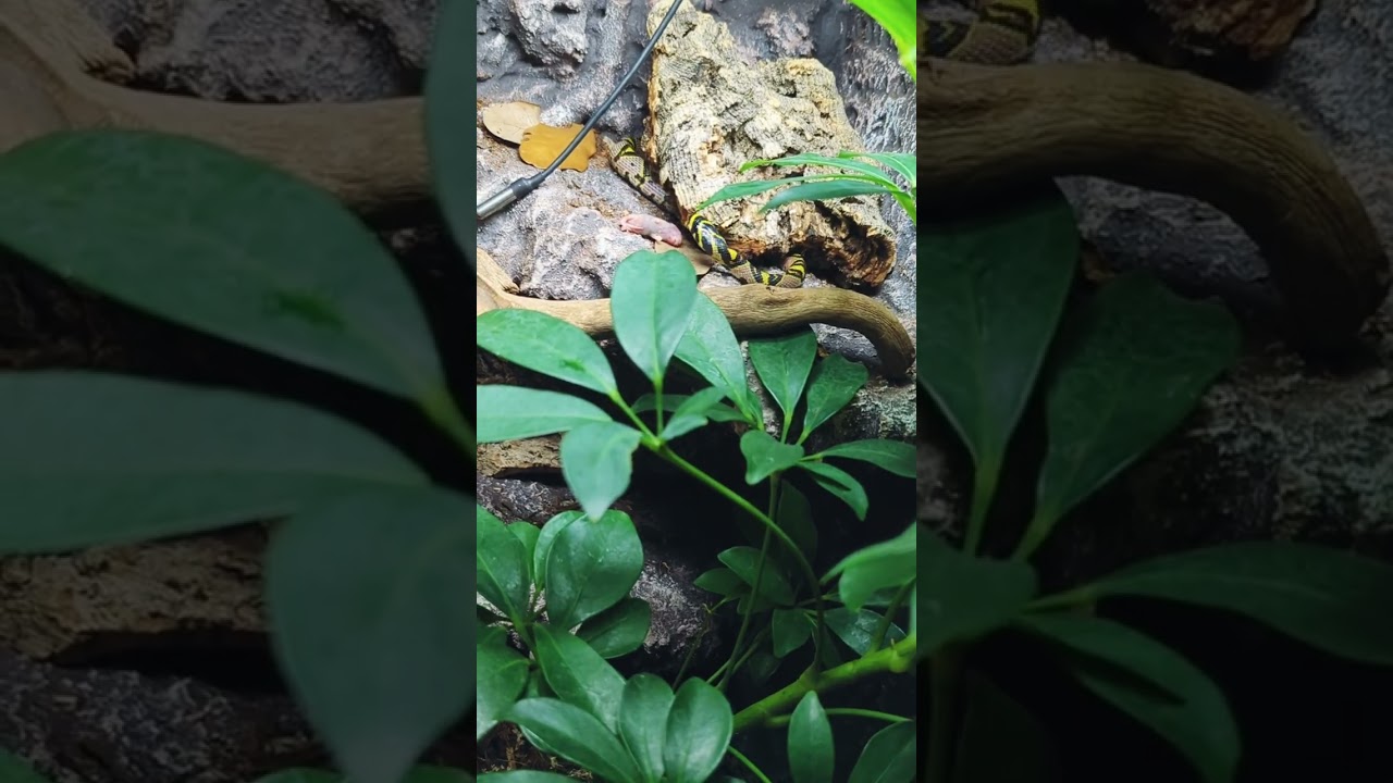 euprepiophis mandarinus / mandarin rat snake feeding